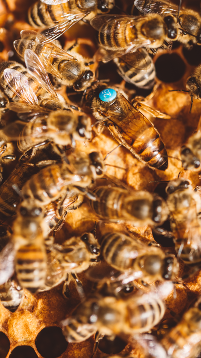 Keep Healthier Bees - HiveIQ US